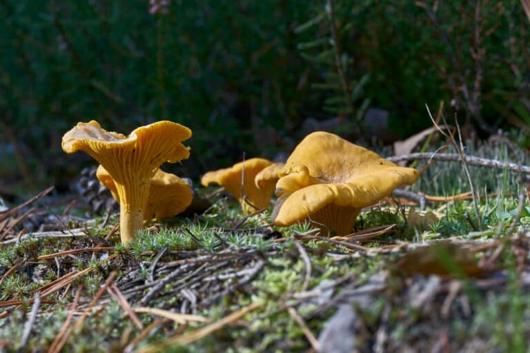 5 spiselige svampe i Danmark