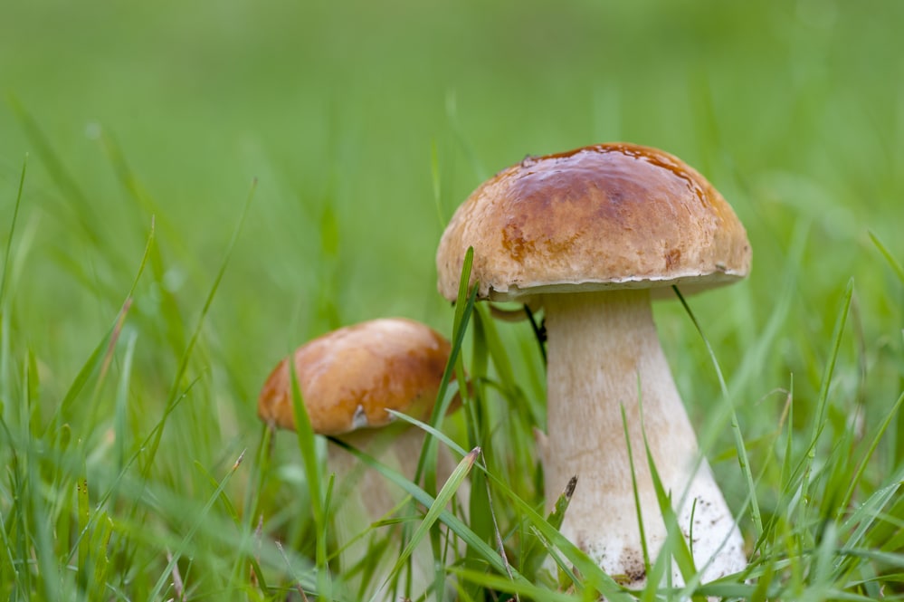 5 spiselige svampe i Danmark