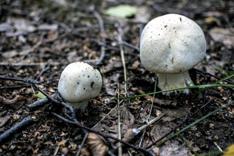 5 spiselige svampe i Danmark